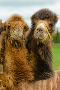 Kildare Farm Foods Open Farm & Shop - IntoKildare