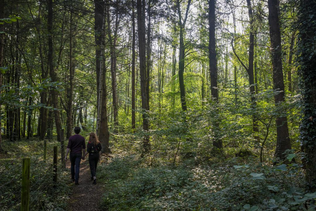 Killinthomas Wood - IntoKildare